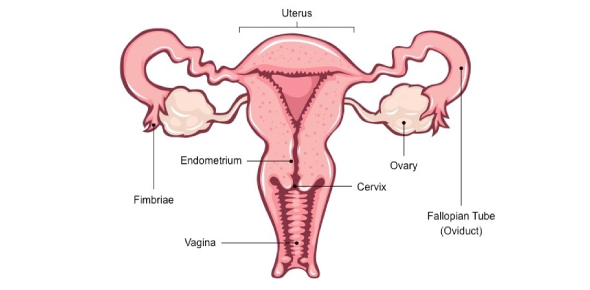 42 labeling reproductive system quiz